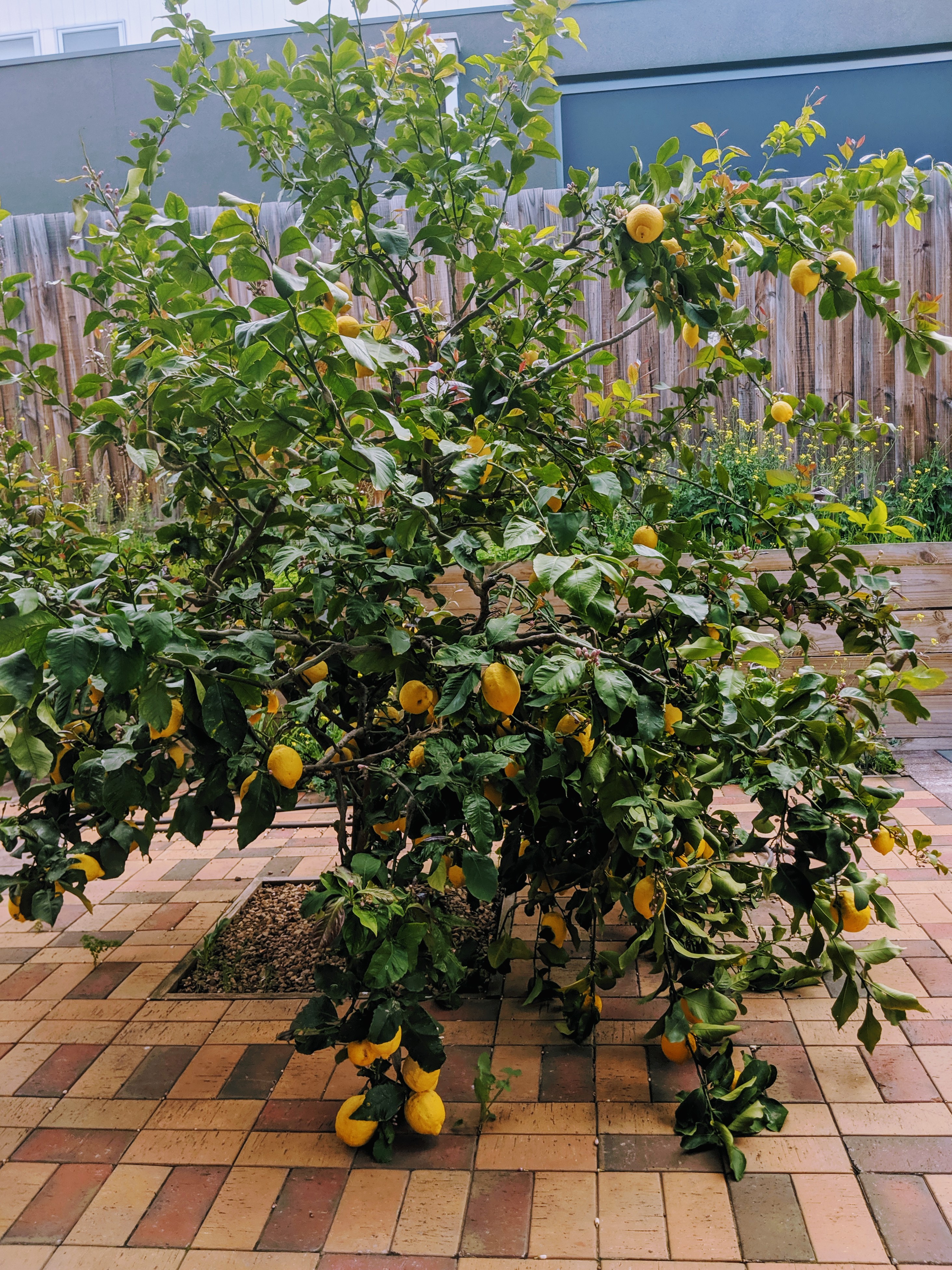 Old Fashioned Lemonade - Retro Food For Modern Times